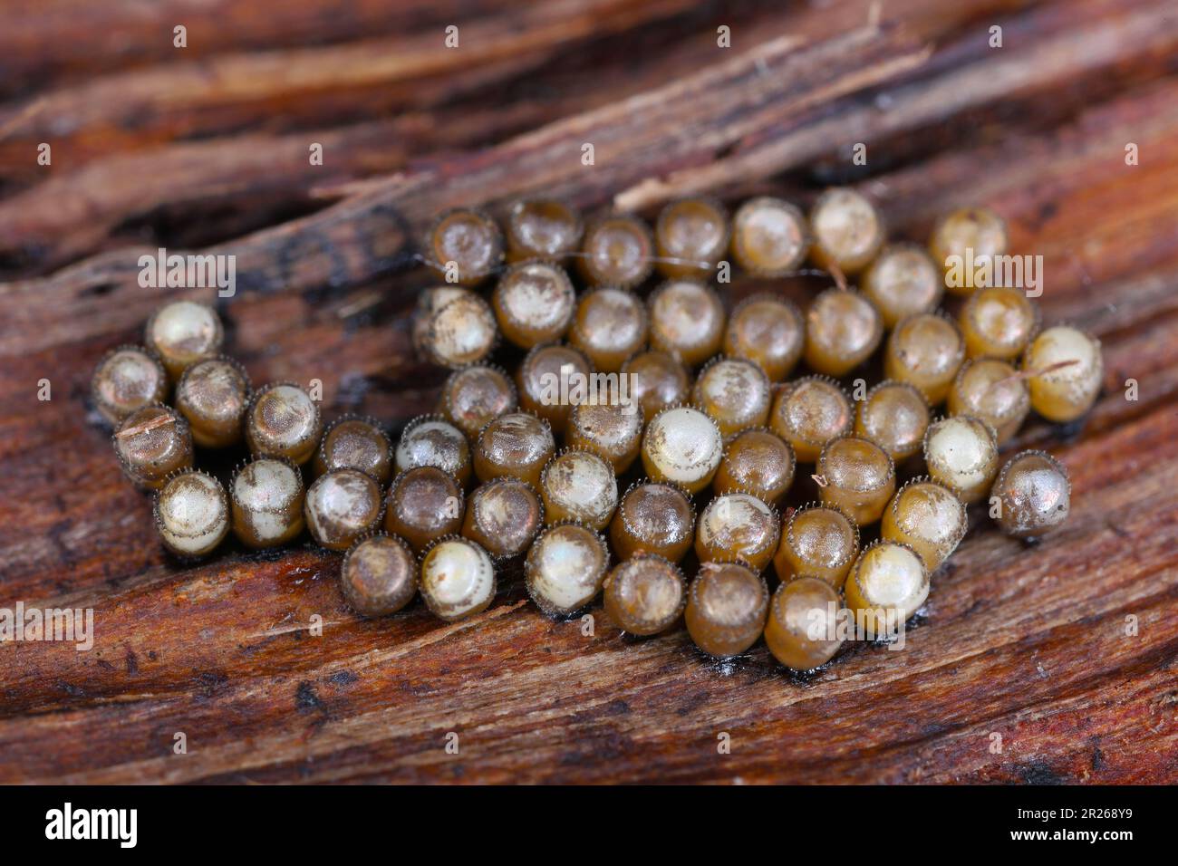 Heteropterans, true bugs (Heteroptera (Hemiptera)), True bug eggs Stock ...