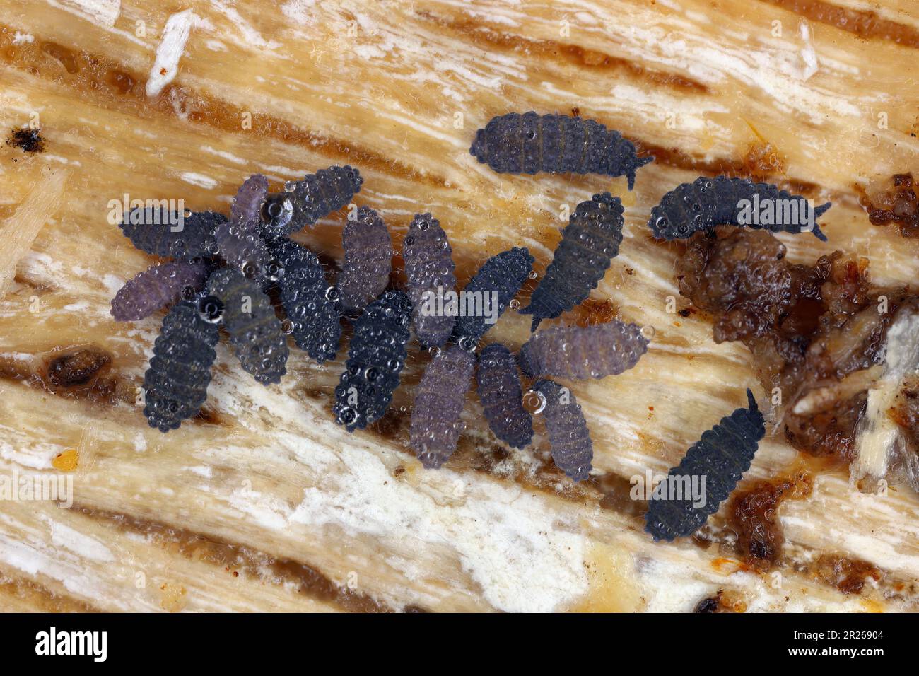 Springtails, Order Collembola. Group under the bark Stock Photo - Alamy