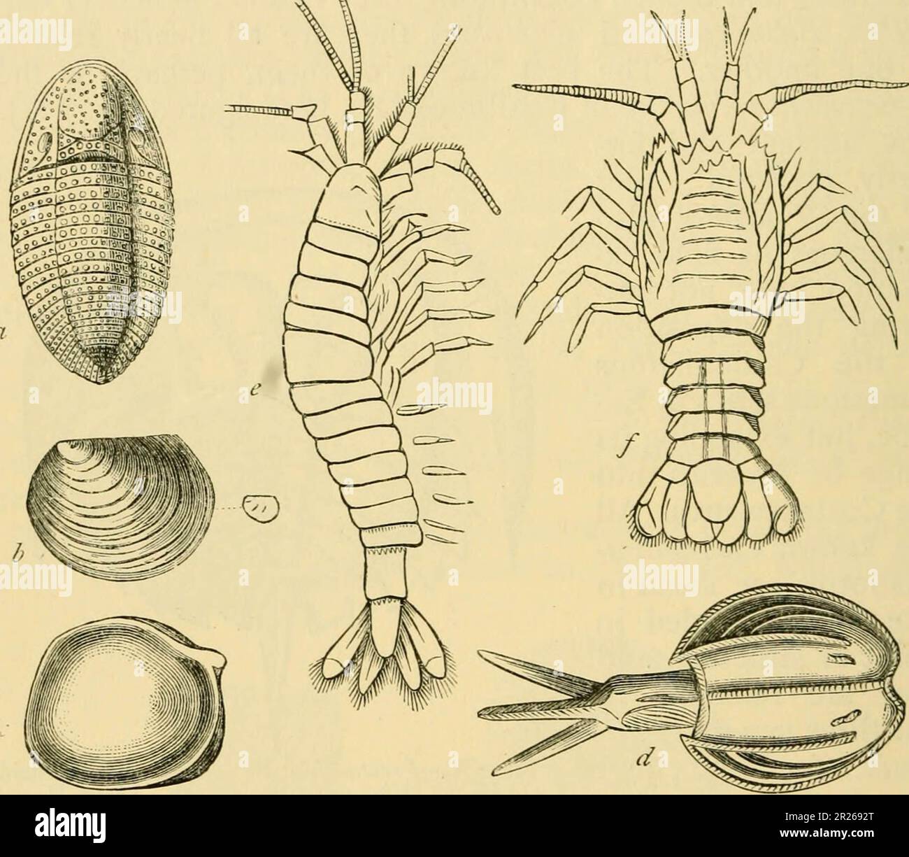 Carboniferous rocks hi-res stock photography and images - Alamy