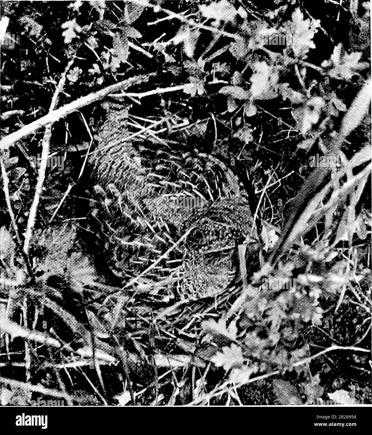 "Ten years of game-keeping" (1910 Stock Photo - Alamy