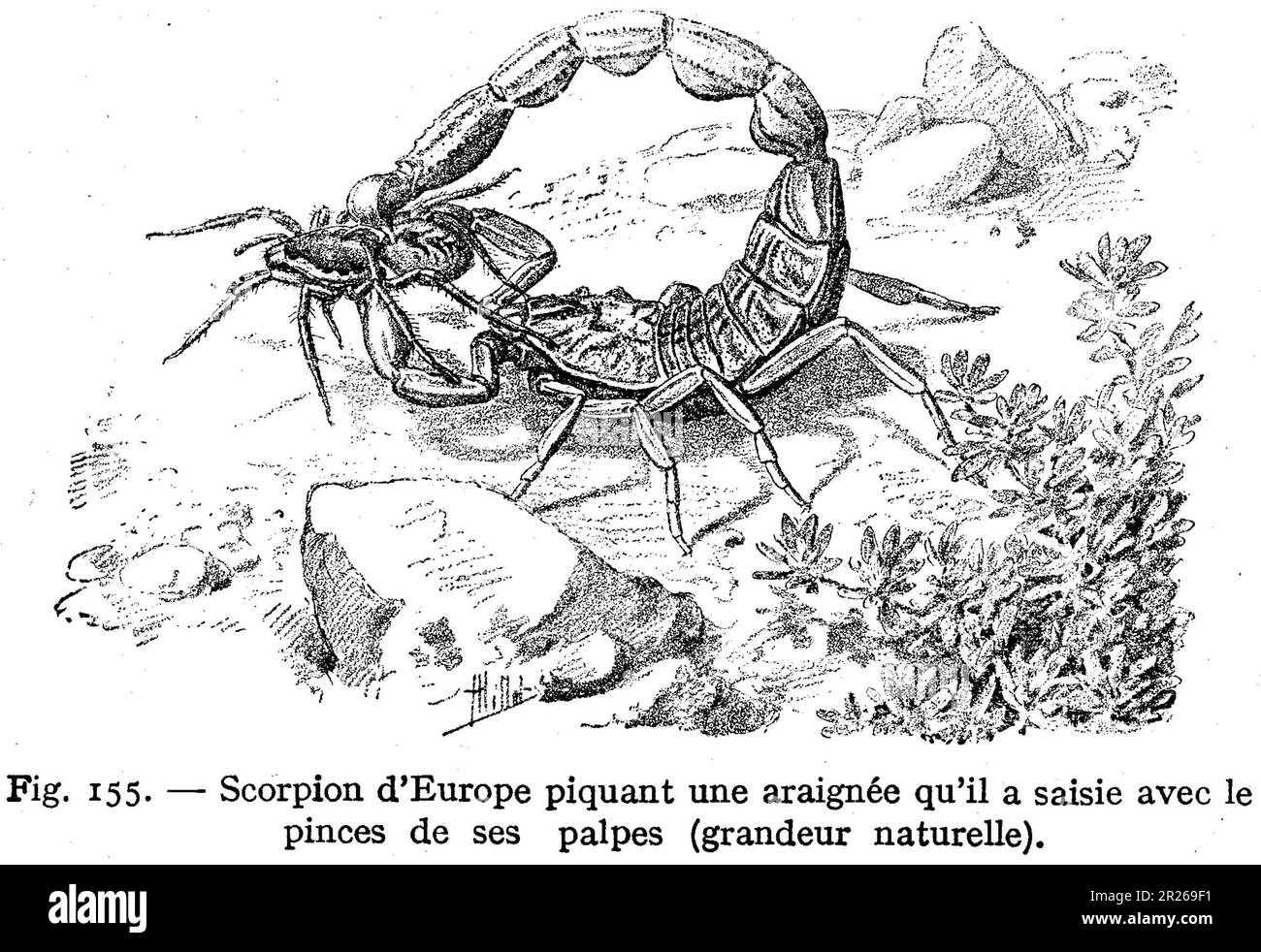 Arachnids Black and White Stock Photos & Images - Alamy