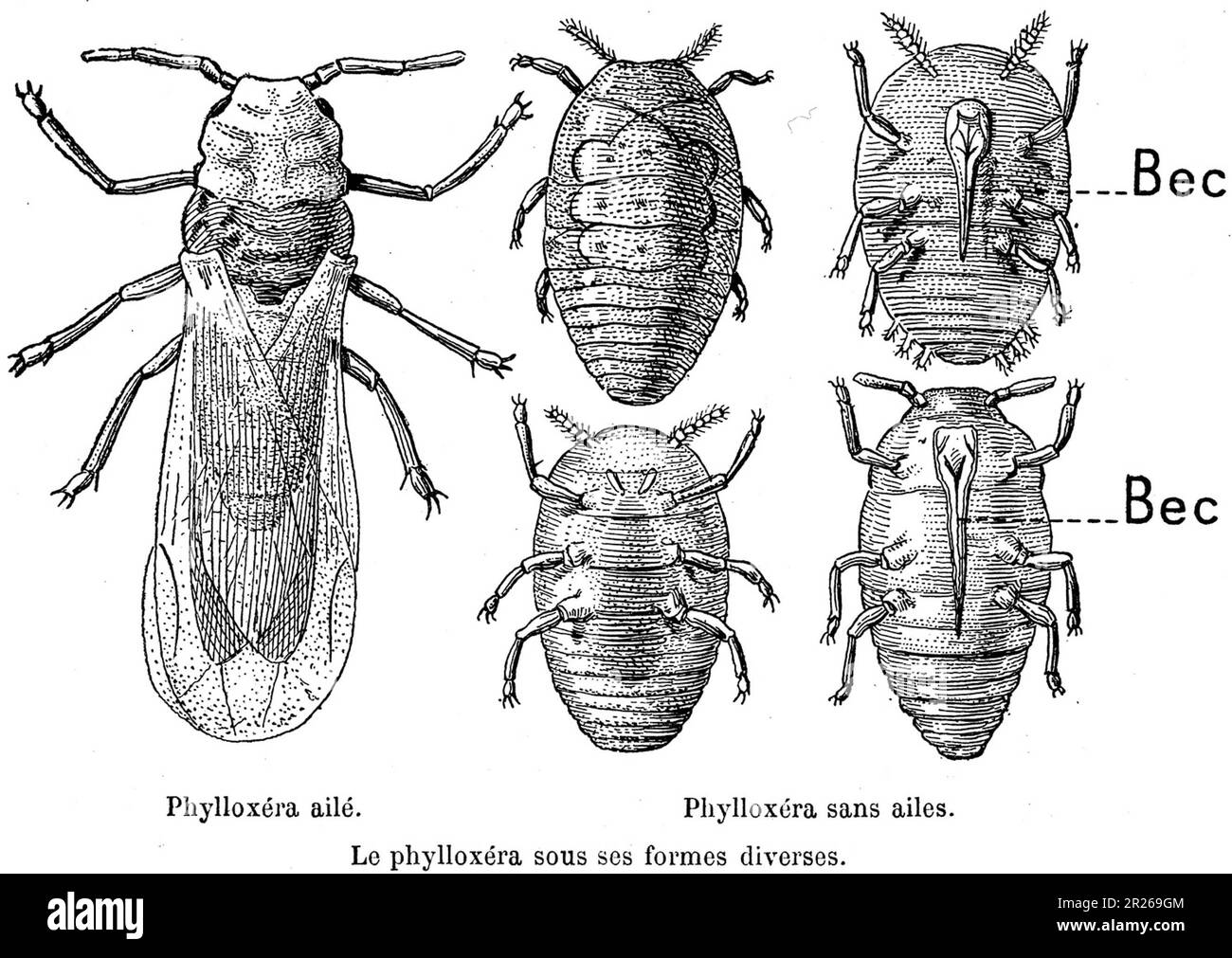 Arachnids Black and White Stock Photos & Images - Alamy