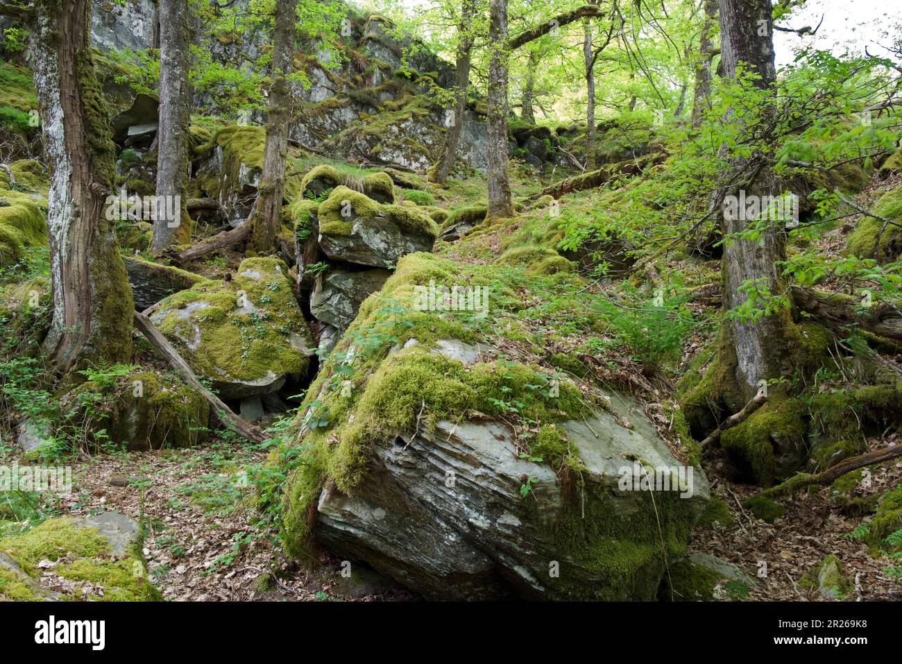 Celtic forest hi-res stock photography and images - Alamy