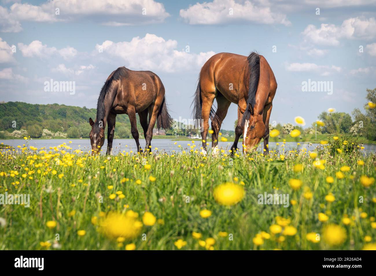Grazing wild flowers hi-res stock photography and images - Alamy