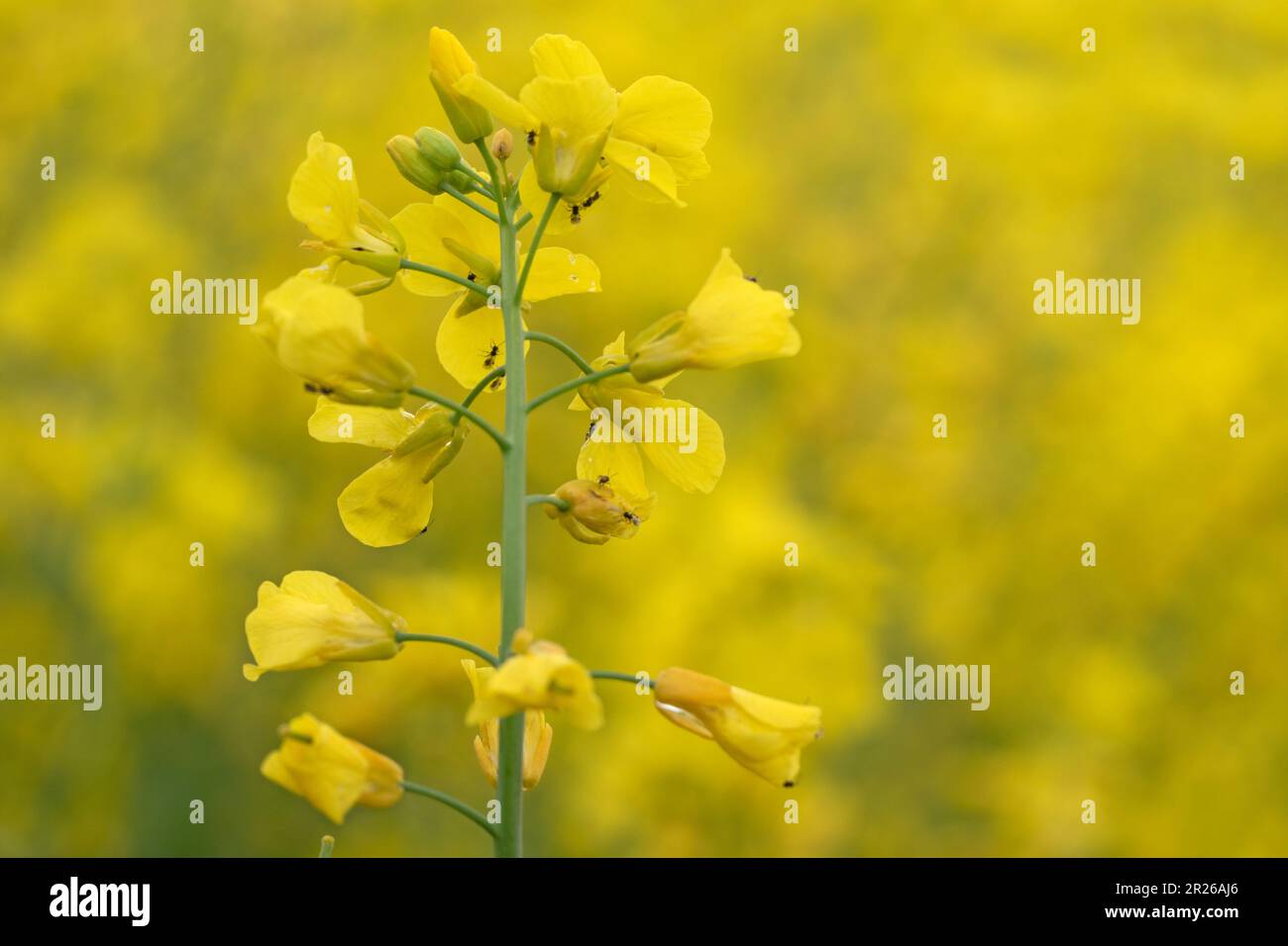 Insects on rapeseed hi-res stock photography and images - Alamy