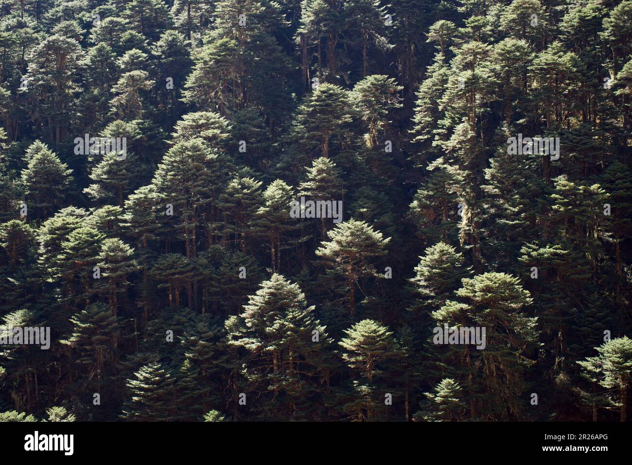 Native forests in Bhutan's countryside Stock Photo - Alamy