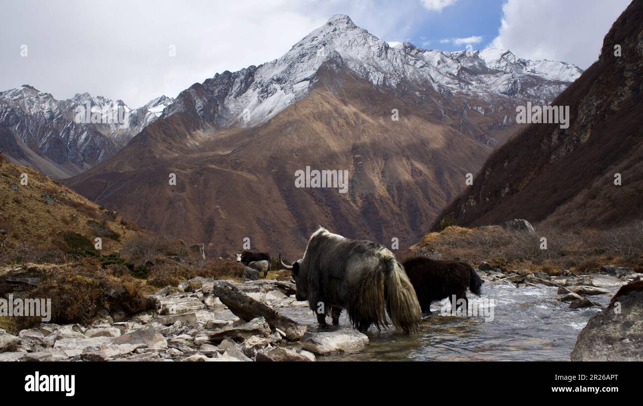 Yaks in bhutan hi-res stock photography and images - Alamy