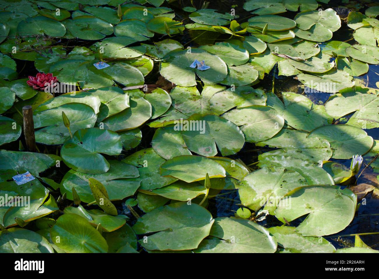 Water lily floating on stream in Bhutan Stock Photo - Alamy