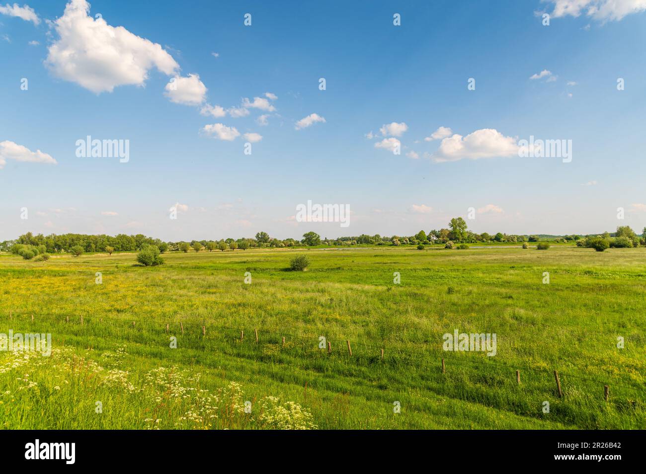 Grassland flora hi-res stock photography and images - Alamy
