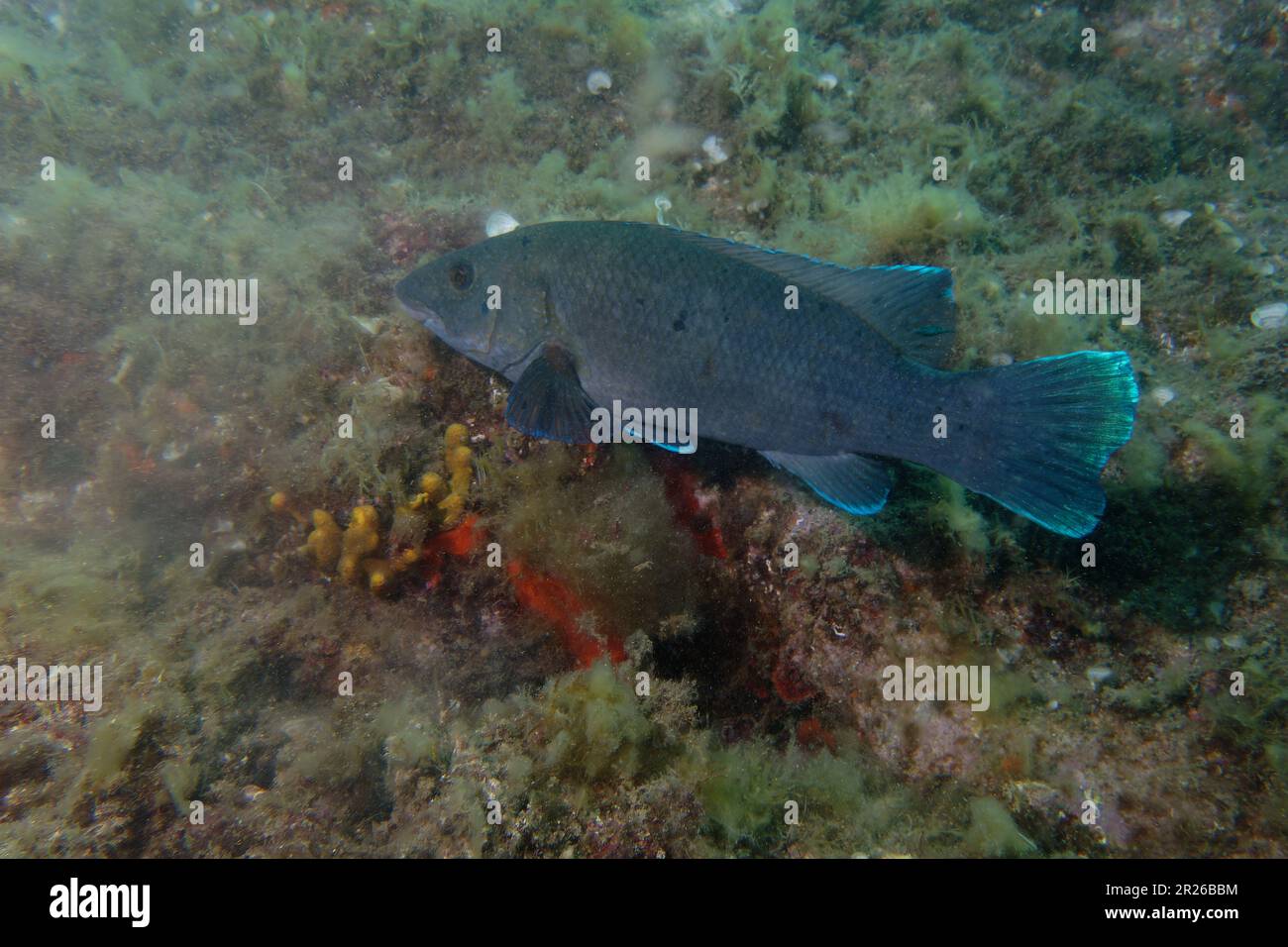 Male Brown wrasse or Cuckoo wrasse (Labrus merula) in Mediterranean Sea ...