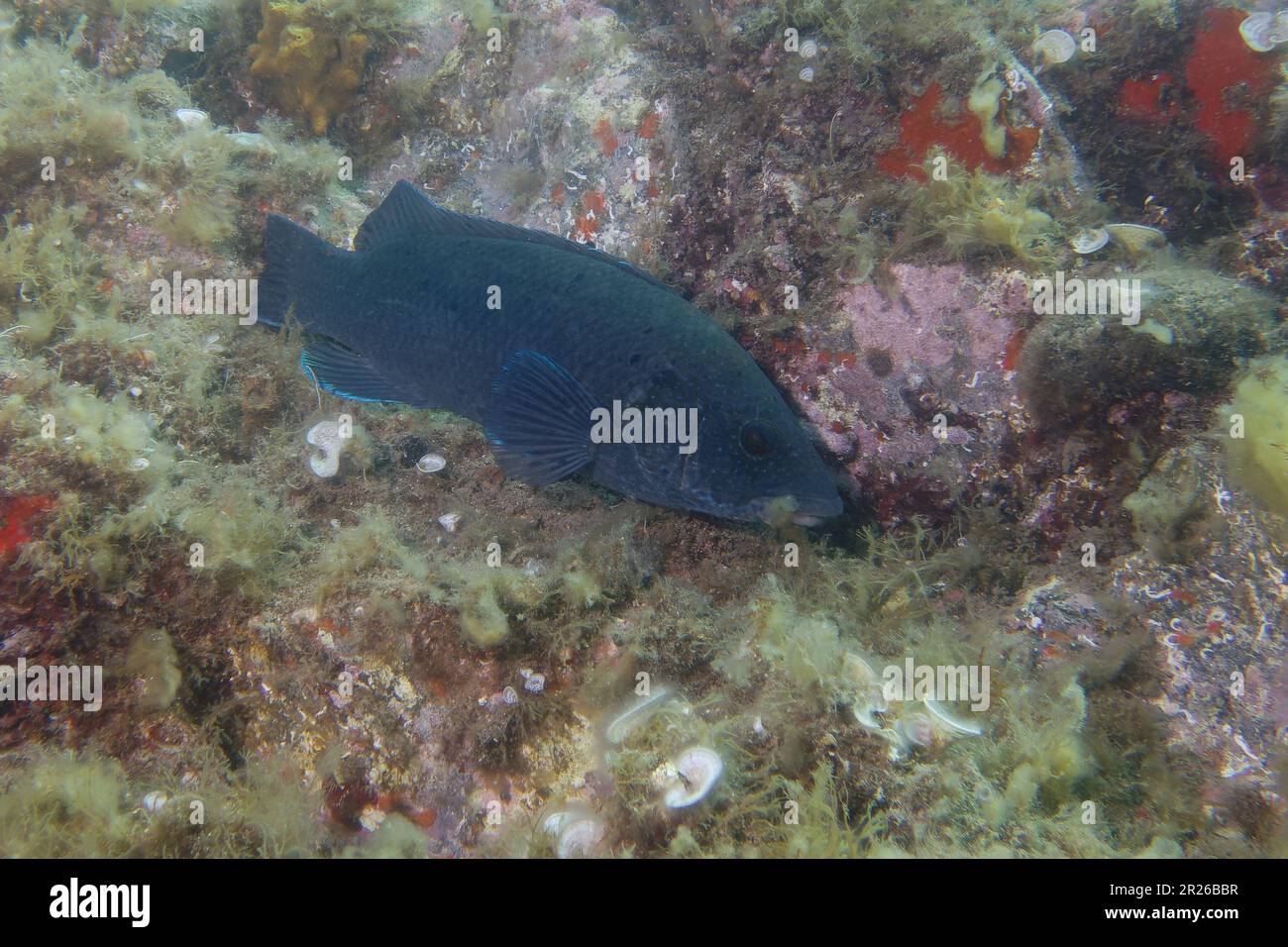 Male Brown wrasse or Cuckoo wrasse (Labrus merula) in Mediterranean Sea ...