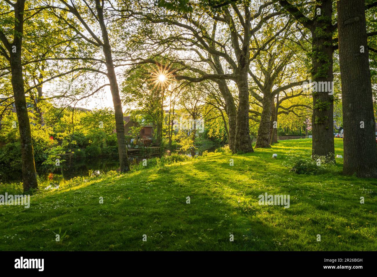 Leisure tree hi-res stock photography and images - Alamy