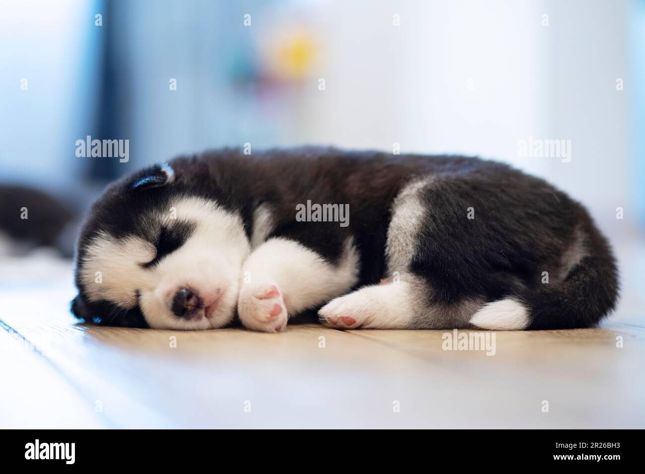 Black and white husky puppy resting on the floor Stock Photo - Alamy
