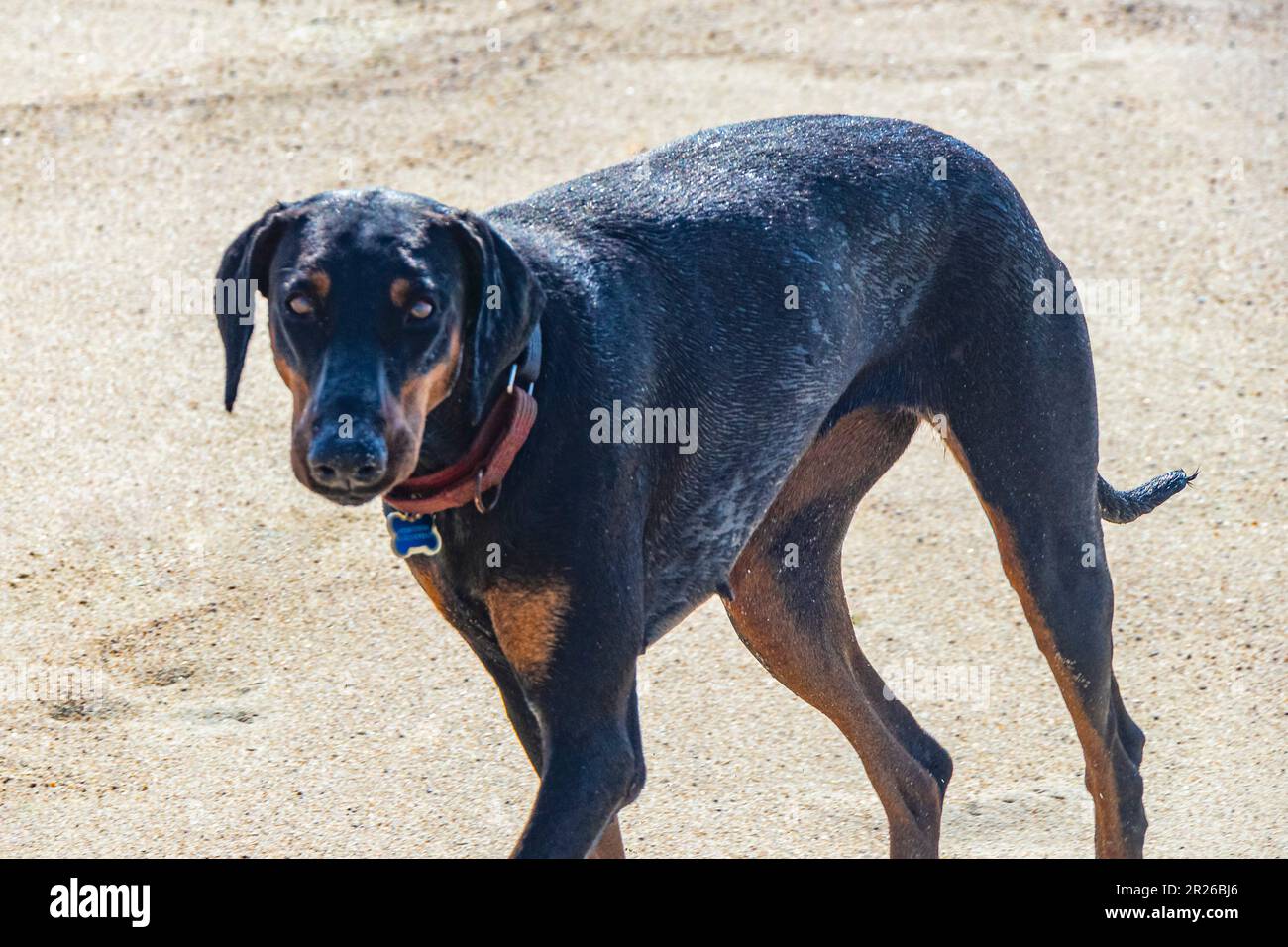 Beautiful and friendly looking stray dog stray dogs on the street on ...