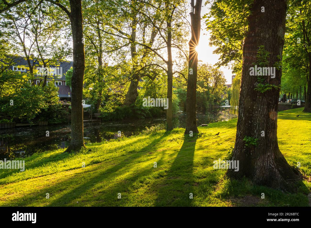 Tree park sunset trunk hi-res stock photography and images - Alamy