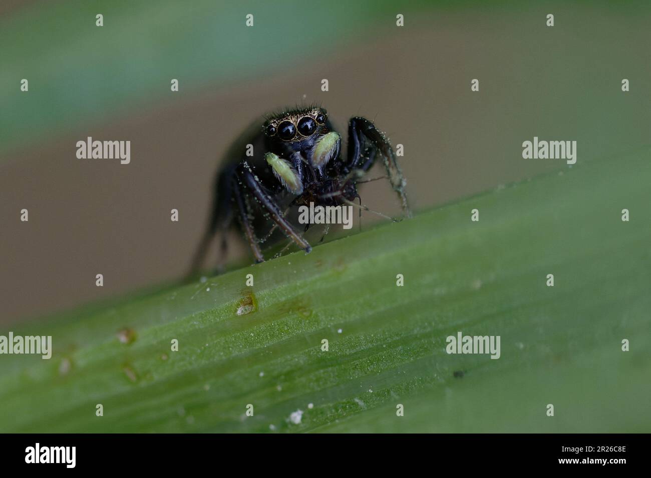 Heliophanus apiatus hi-res stock photography and images - Alamy