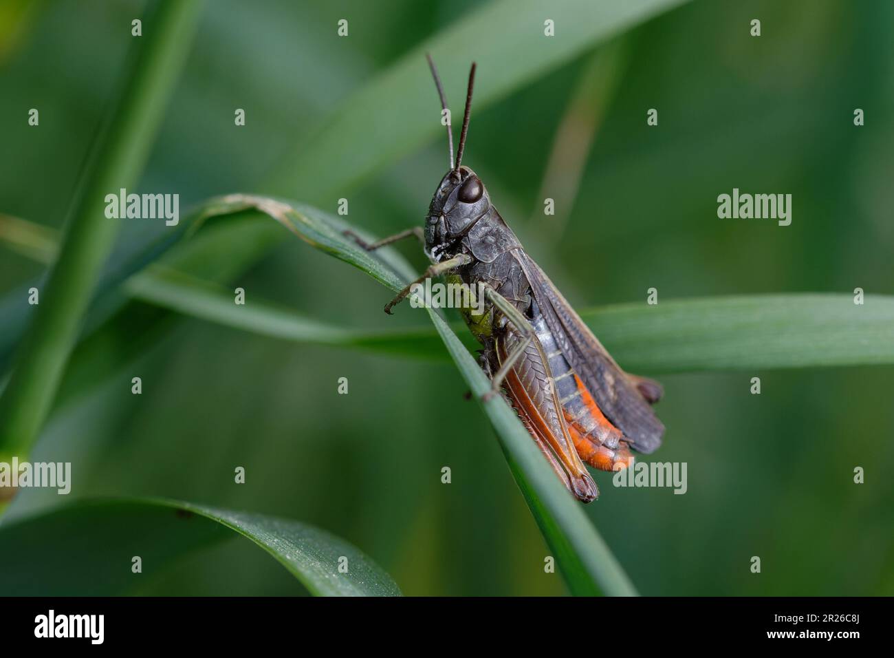 Woodland grasshopper (Omocestus rufipes) on a plant Stock Photo - Alamy