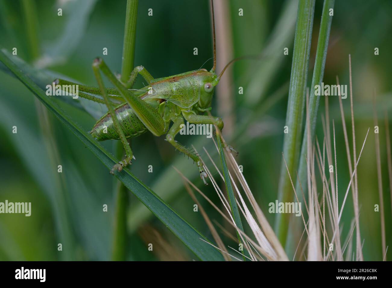 Juvenile Great green bush-cricket (Tettigonia viridissima) on a flower ...
