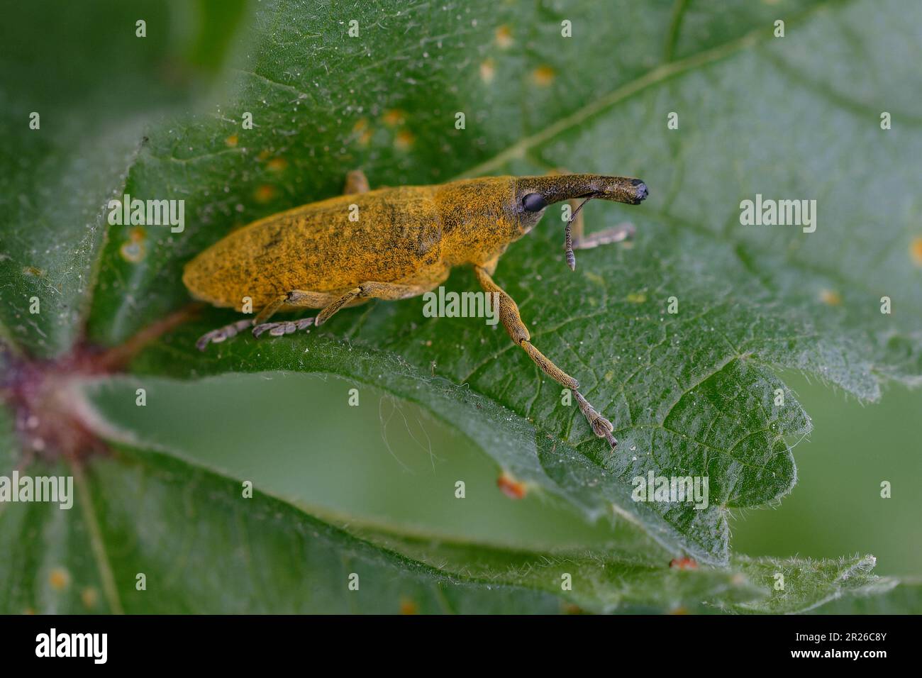 Weevil lixus pulverulentus hi-res stock photography and images - Alamy
