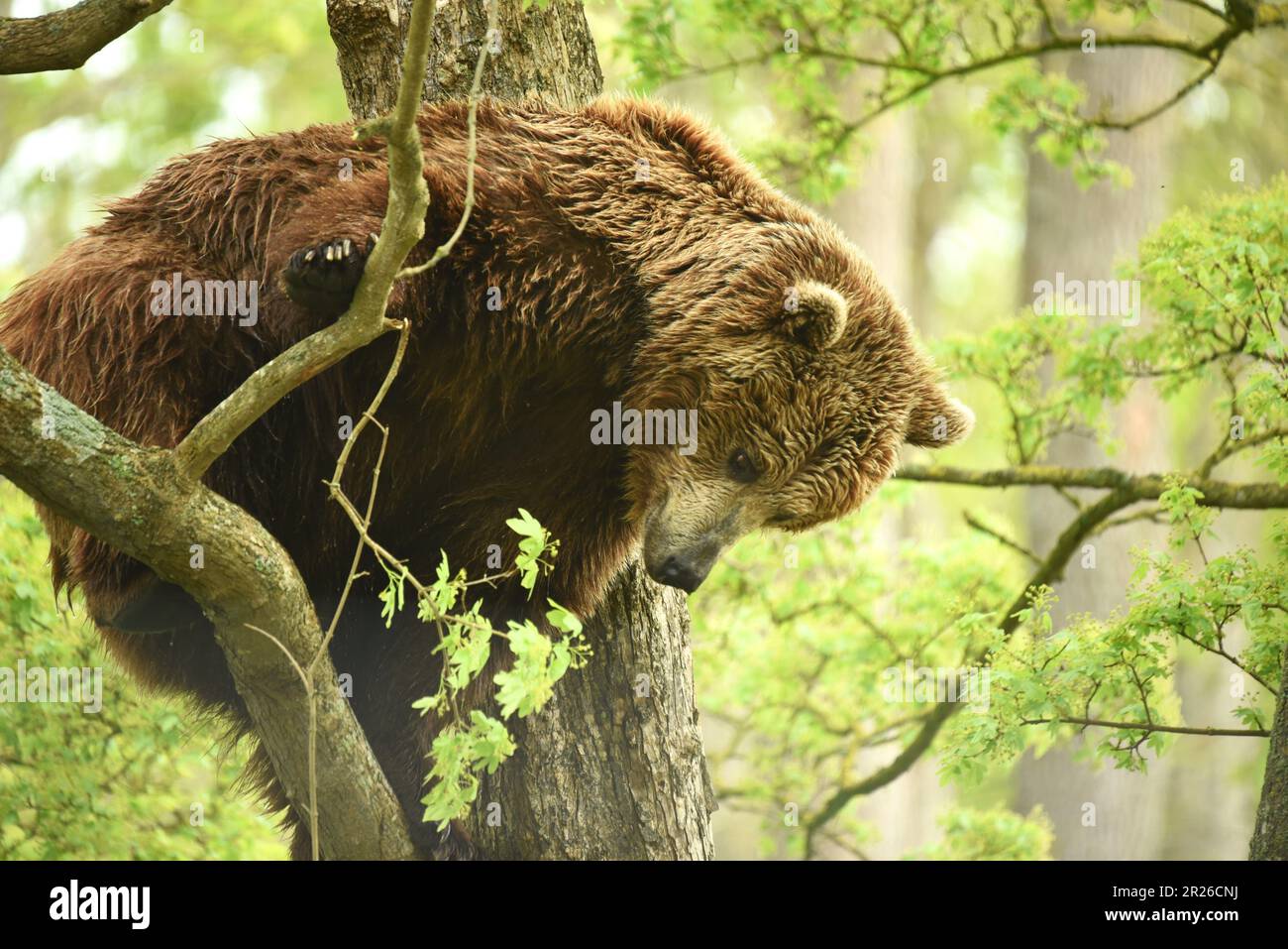 European Brown Bears, Port Lympne, Kent, Wildlife Park, Animal ...