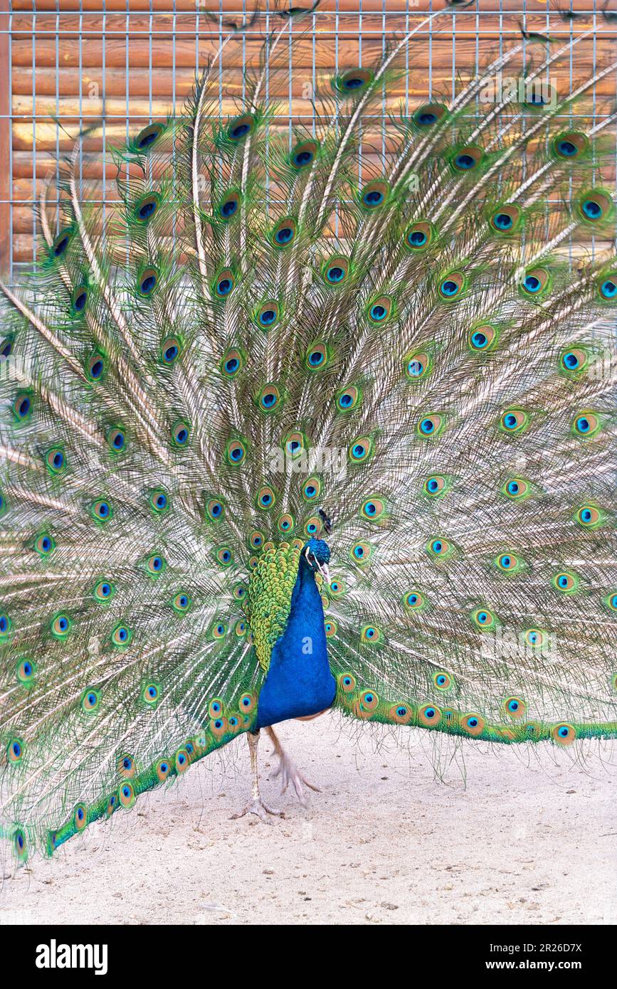 A peacock with a spread tail in blue and green coloring importantly ...