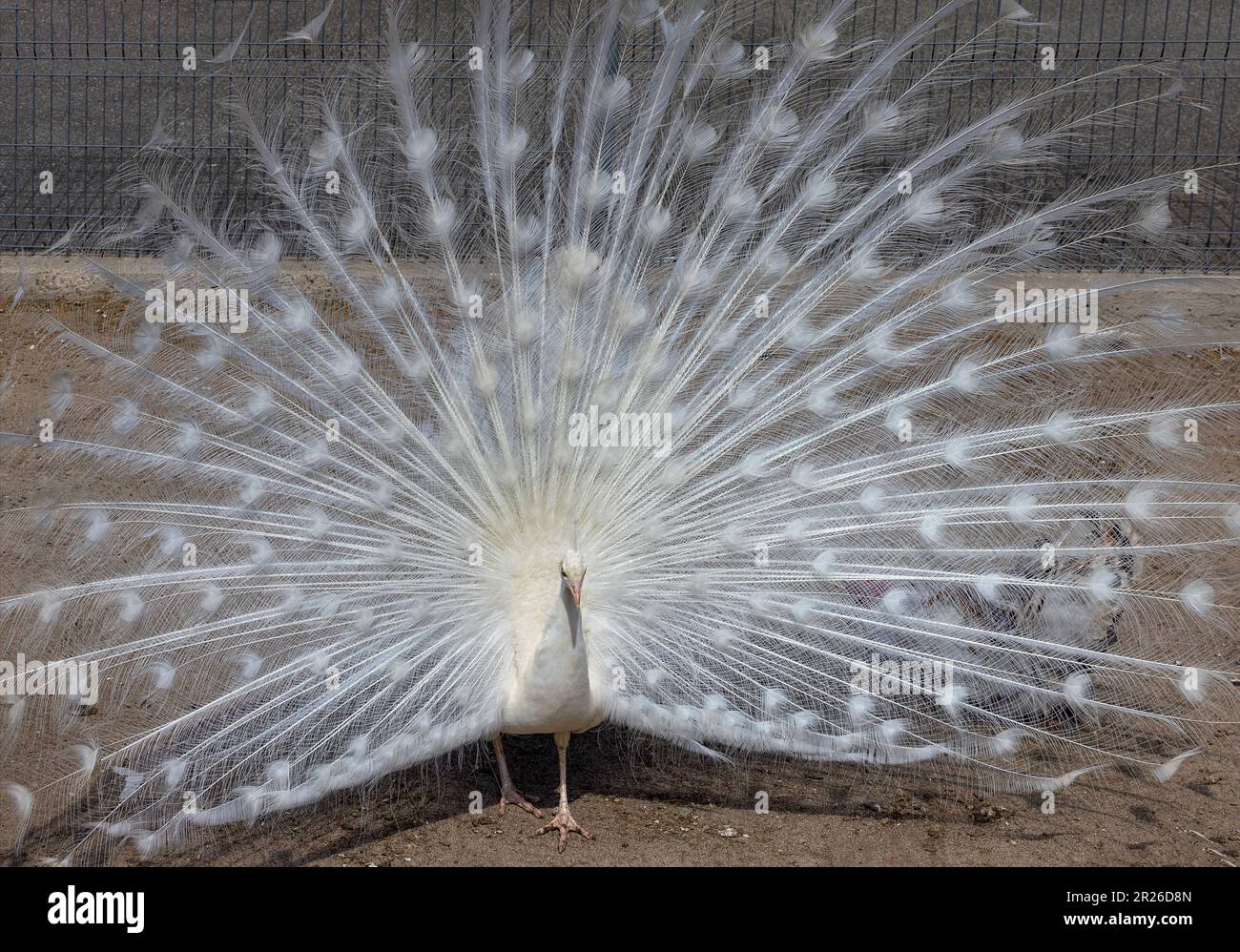 A white peacock with a loose tail against the background of sandy soil ...