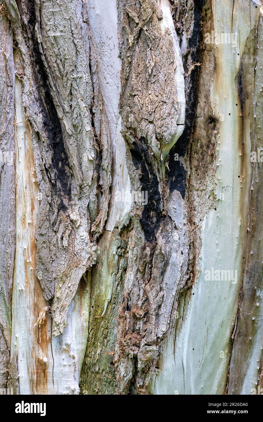 Partially burnt tree bark hi-res stock photography and images - Alamy