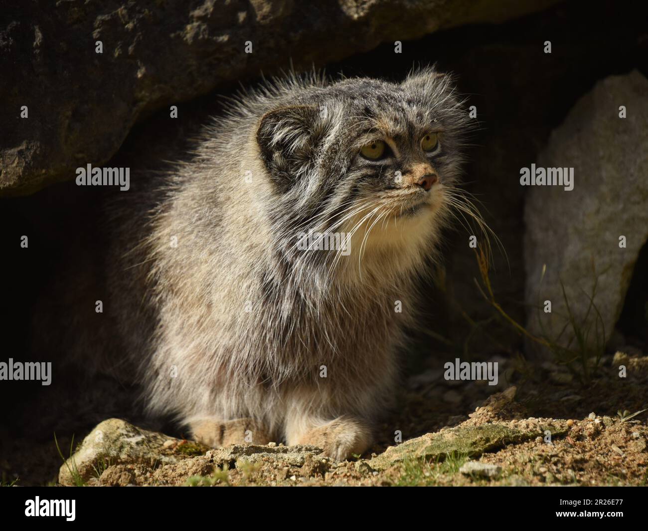 Pallas cat hi-res stock photography and images - Alamy