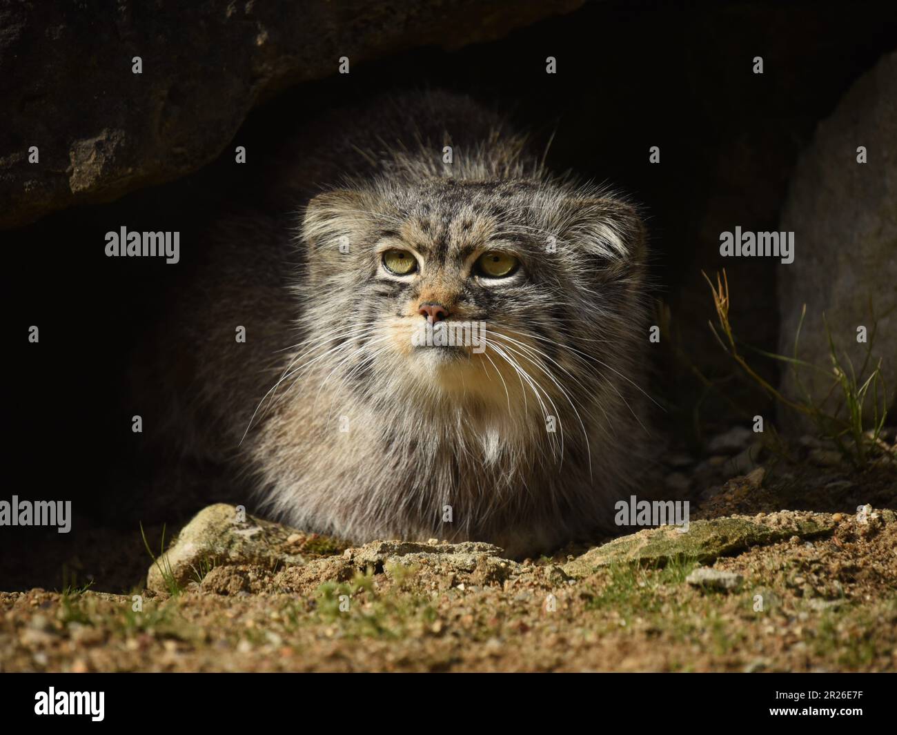 Port Lympne, Kent, Pallas cat, Elusive Pallas cat, wildlife ...
