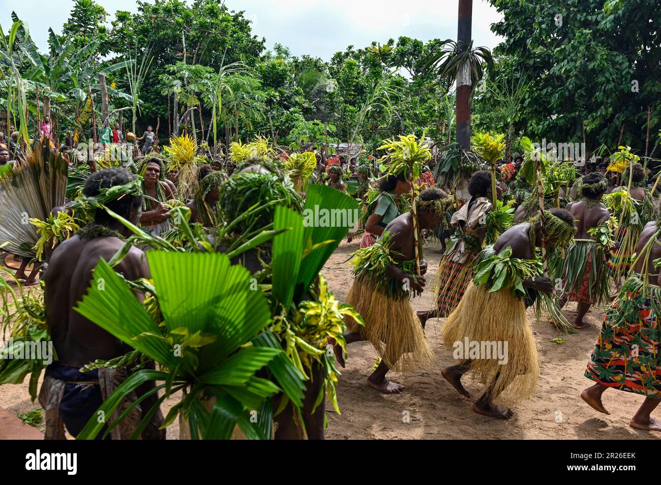 The traditional dances of the indigenous people on Utupua Island in the ...