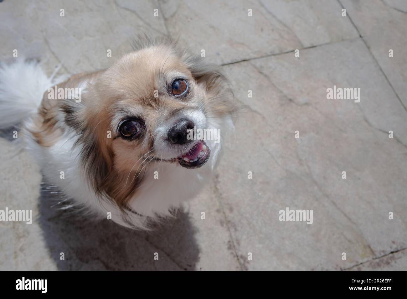 Tre colour Chihuahuas with open faces sitting on the concrete garden ...