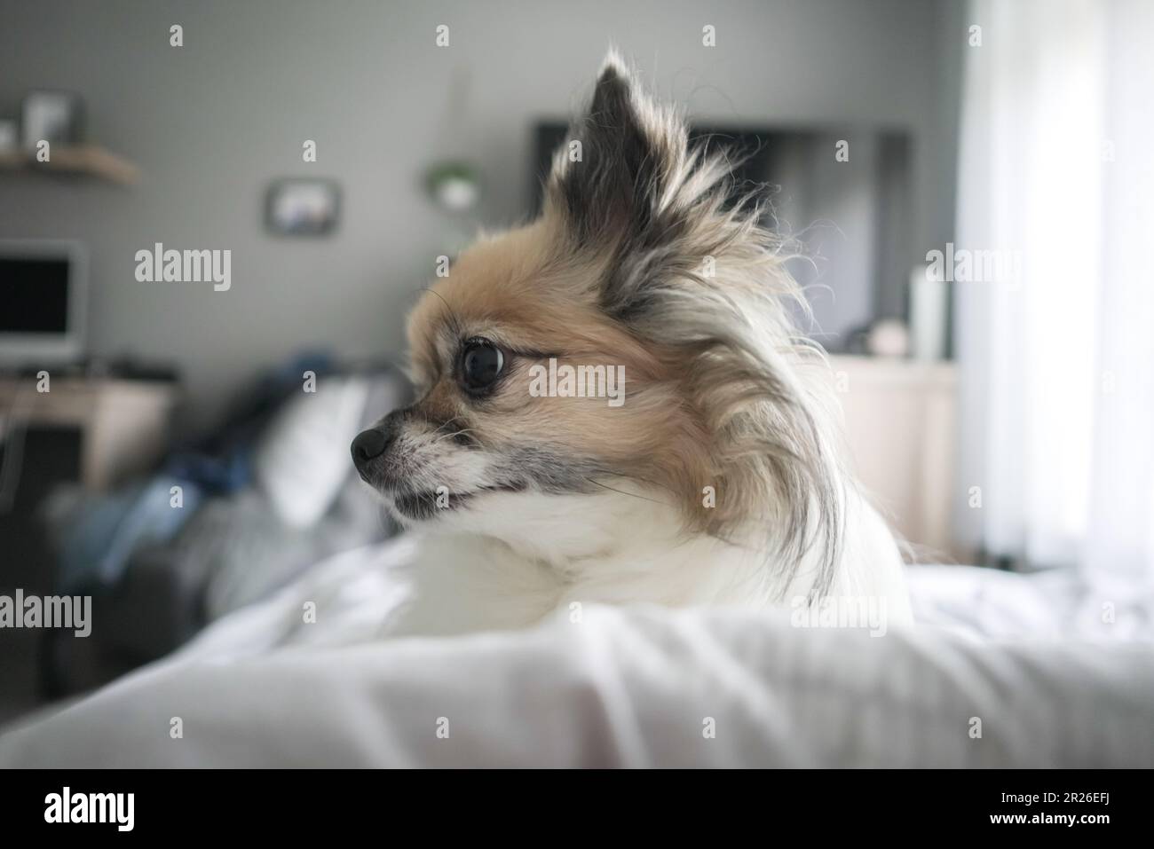 Chihuahua laying down hi-res stock photography and images - Alamy