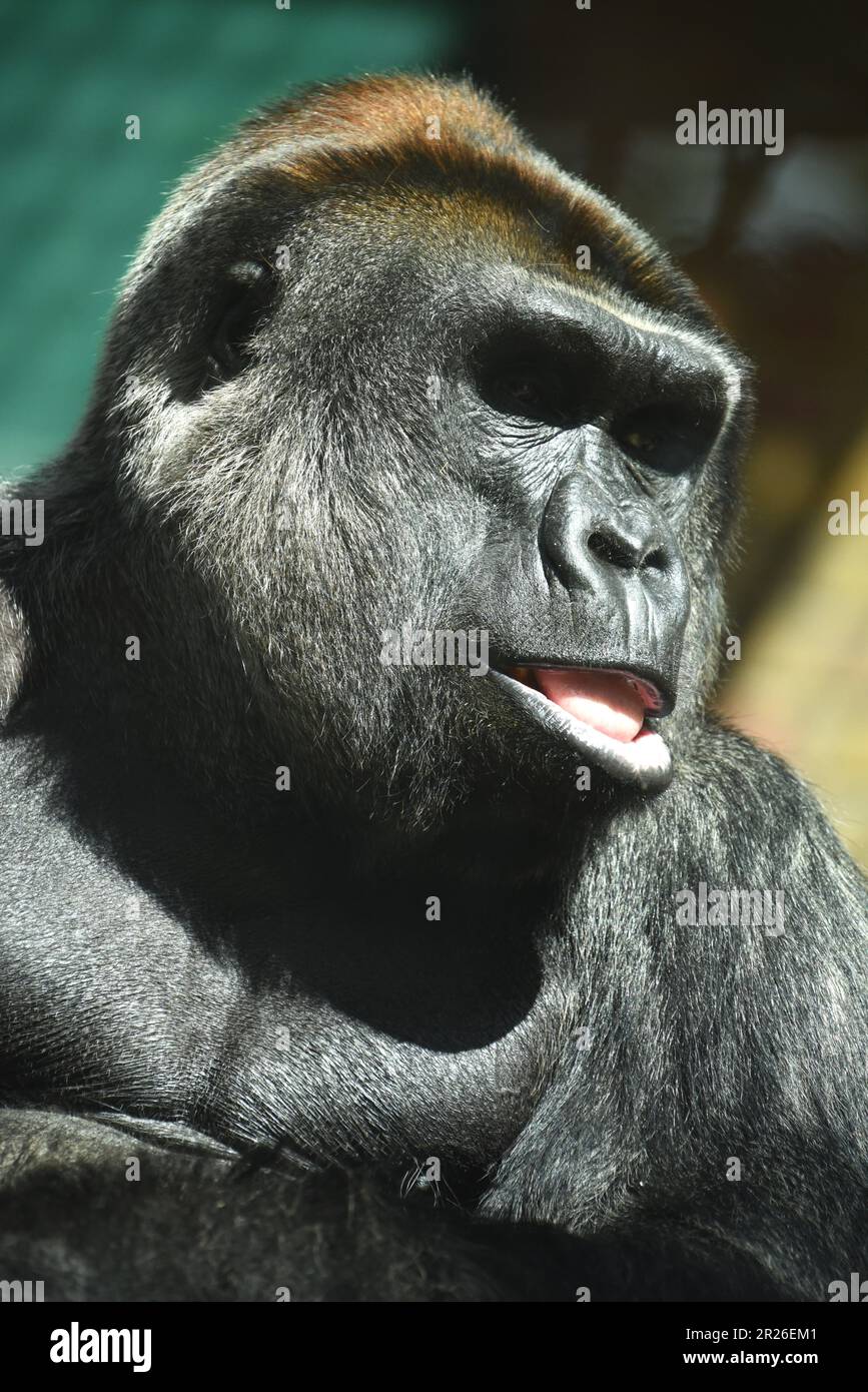 Howletts and port lympne wild animal parks hi-res stock photography and ...