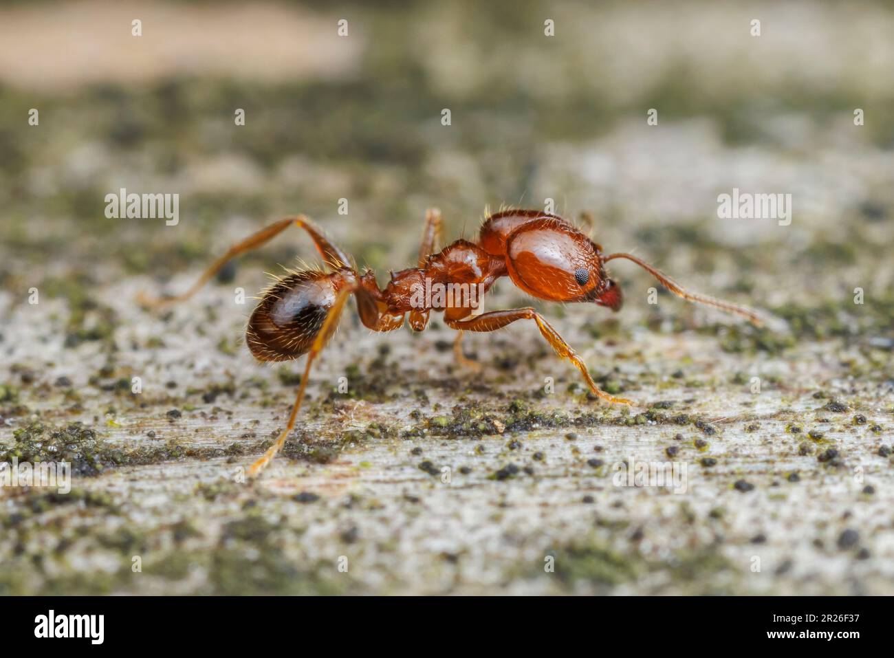 Major worker ant hi-res stock photography and images - Alamy