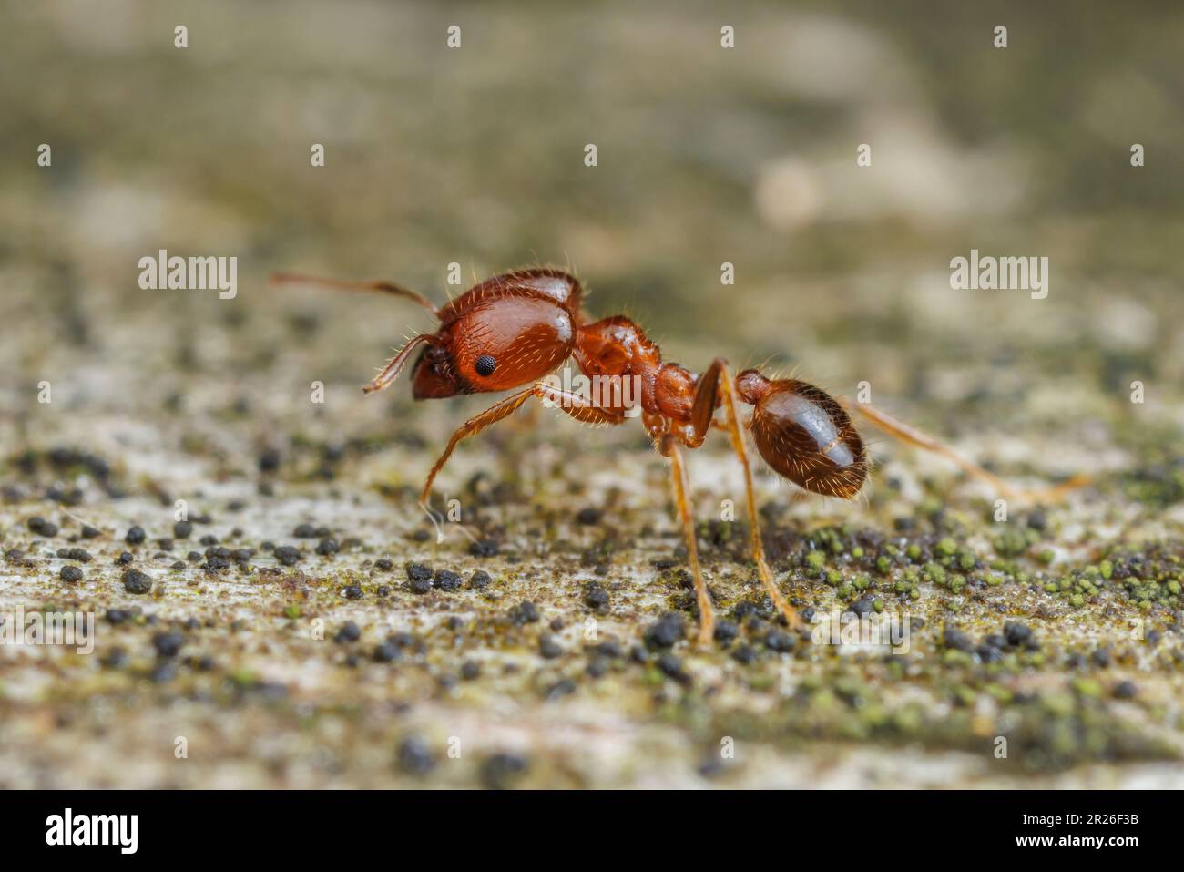 Major worker ant hi-res stock photography and images - Alamy