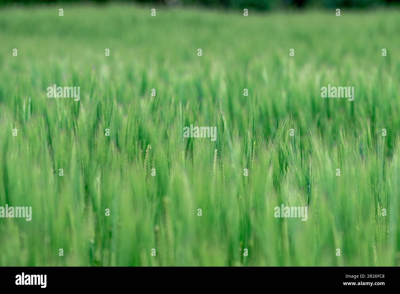 Green grass on green background. Tall green grass. Shallow depth of ...