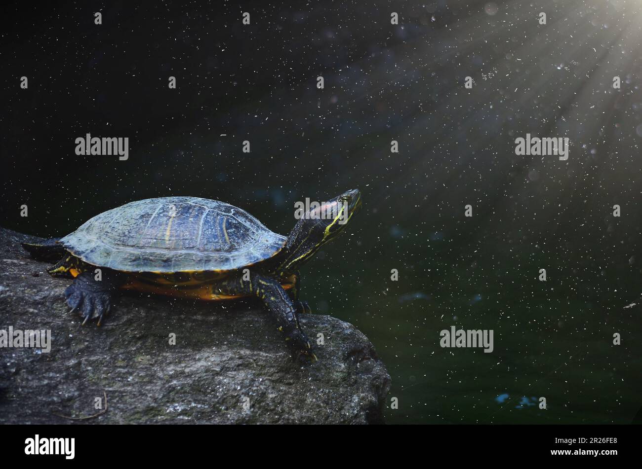 Swamp turtle hi-res stock photography and images - Alamy