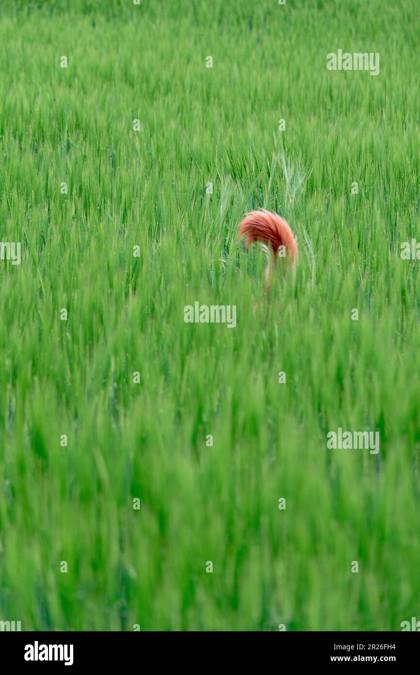 Tail peeking out hi-res stock photography and images - Alamy