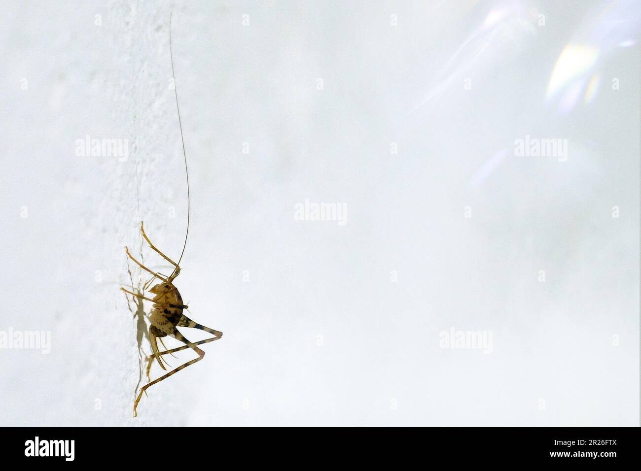 A view of a big bug hanging out on a wall Stock Photo - Alamy