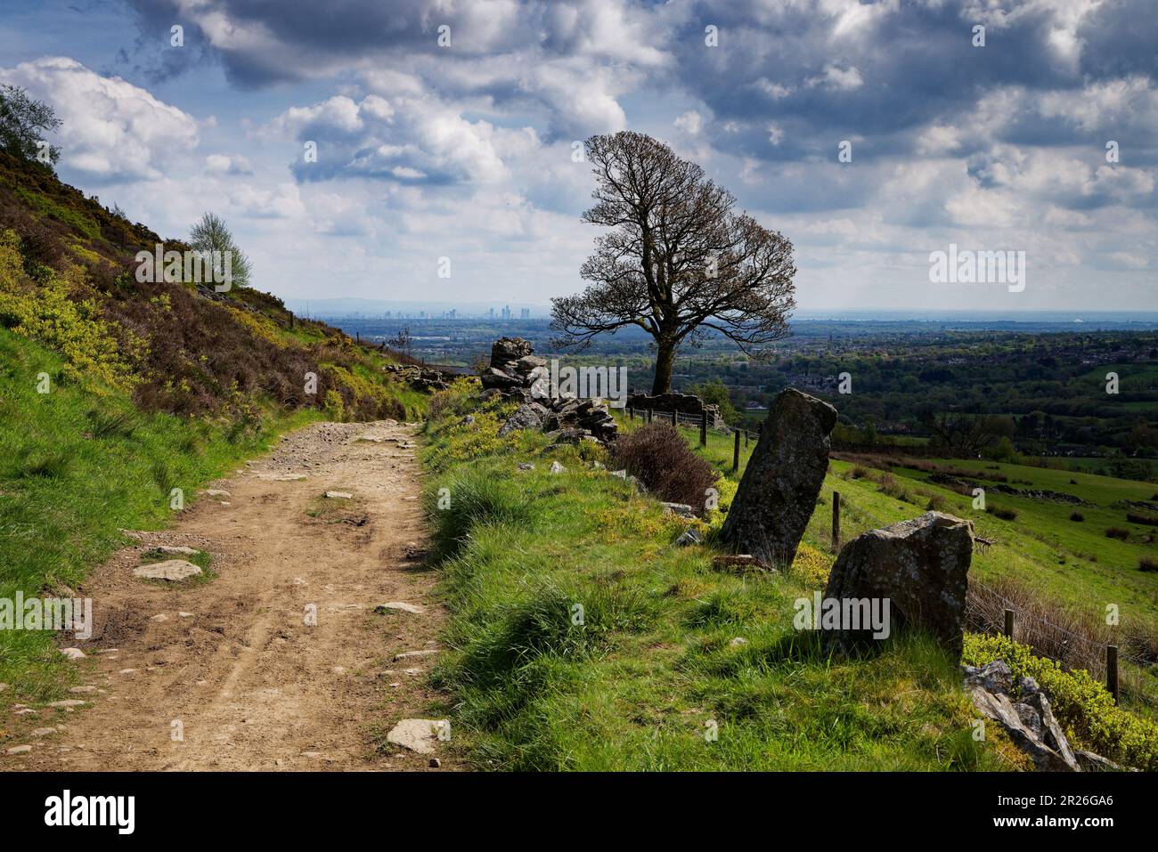 Rural track with single tree Stock Photo - Alamy