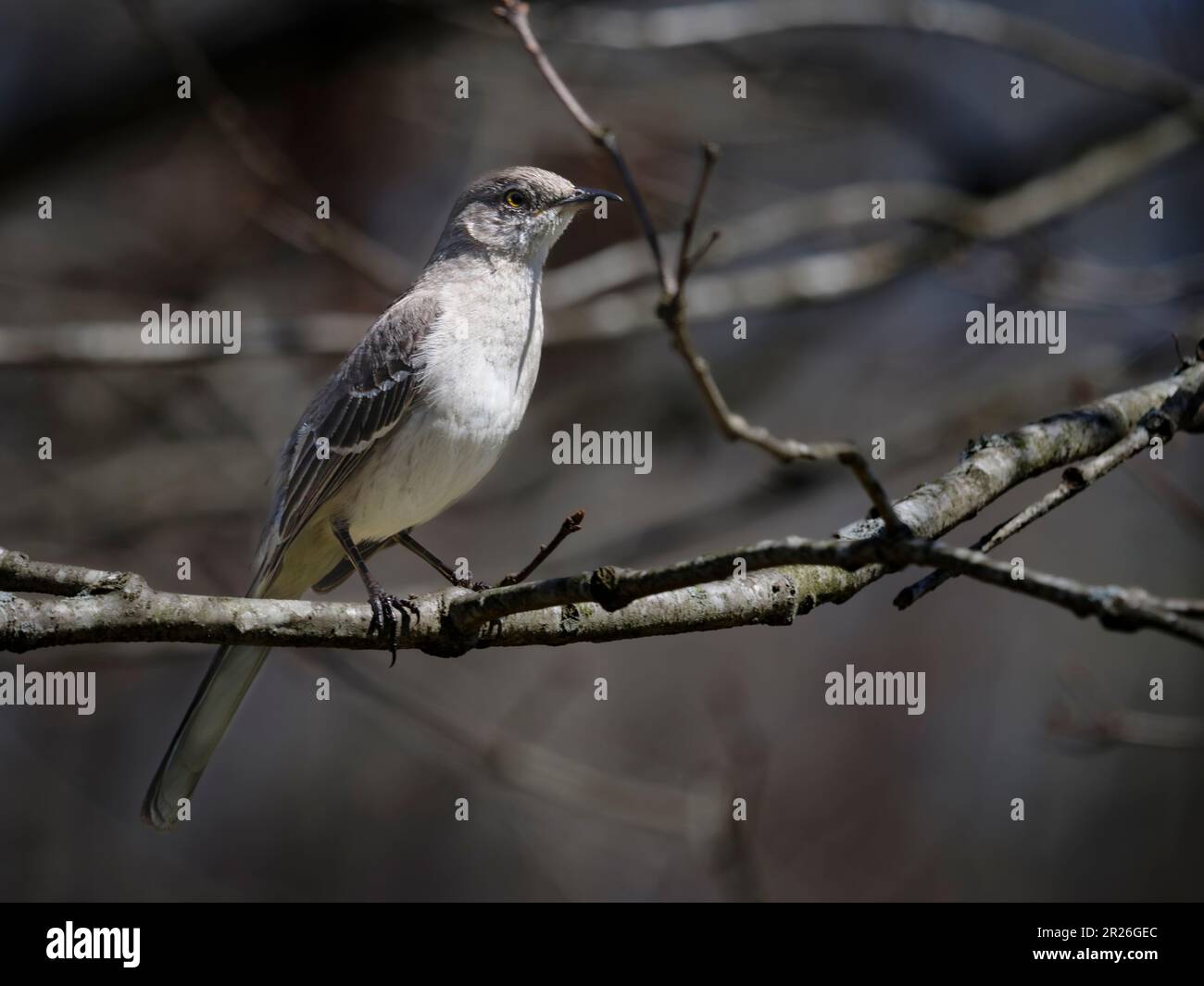 Southern mockingbird hi-res stock photography and images - Alamy