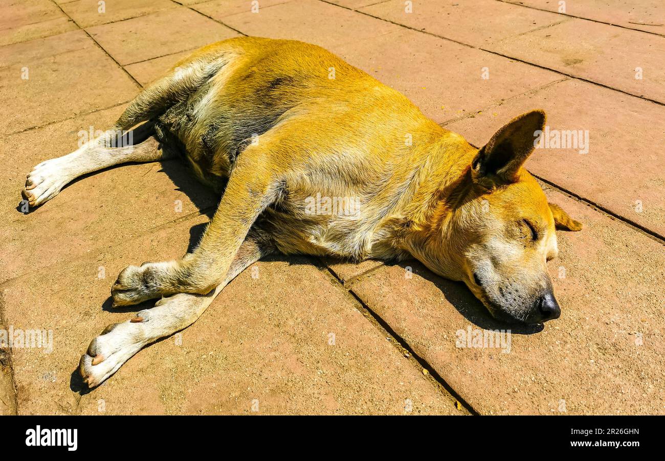 Stray dog pet sleeps and relaxes on the street in Puerto Escondido ...