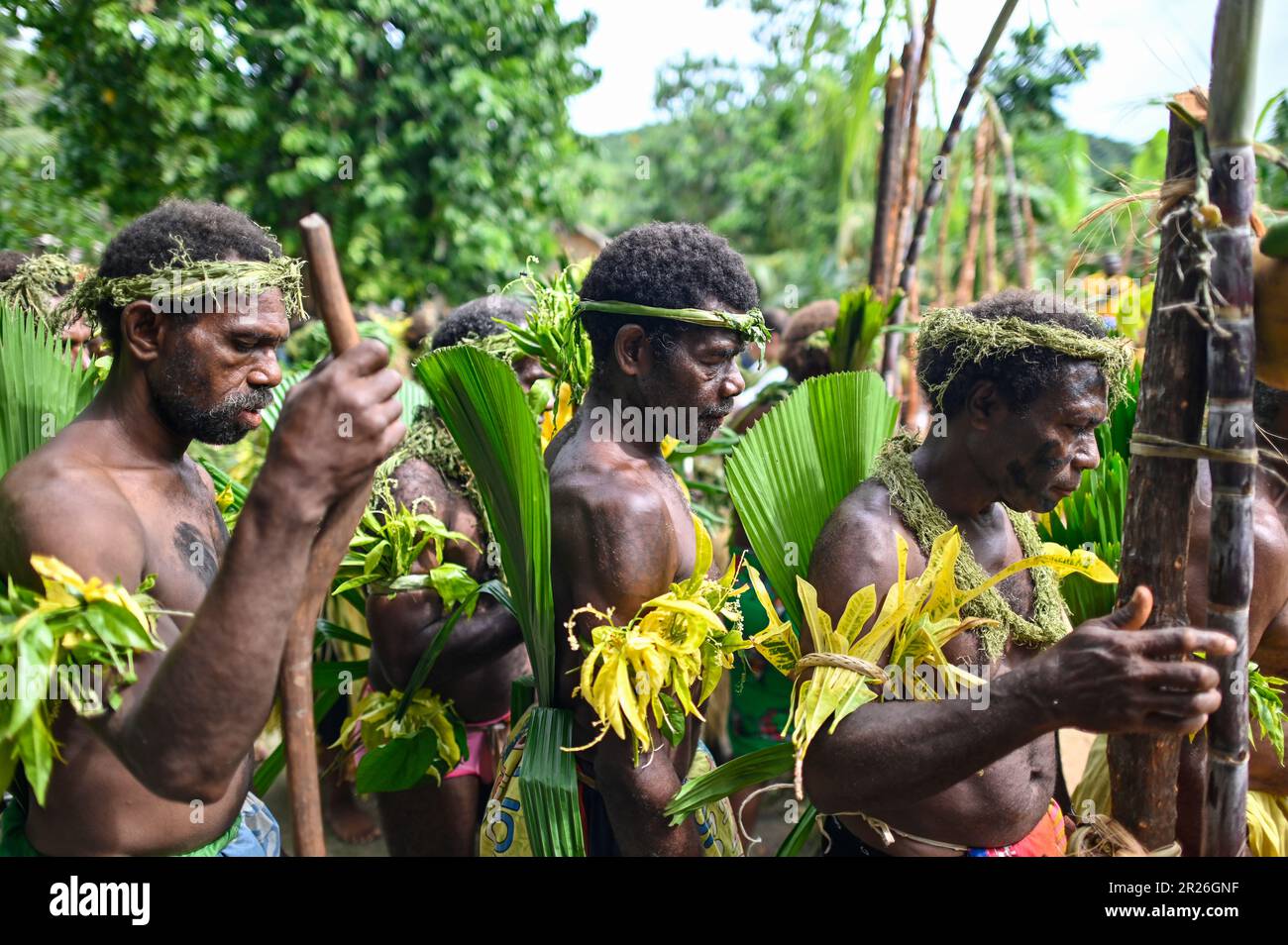 The traditional dances of the indigenous people on Utupua Island in the ...