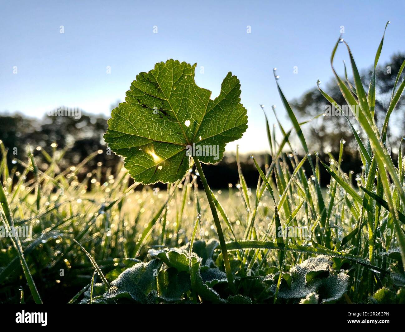 Green backlighted plant leaf on a field Stock Photo - Alamy