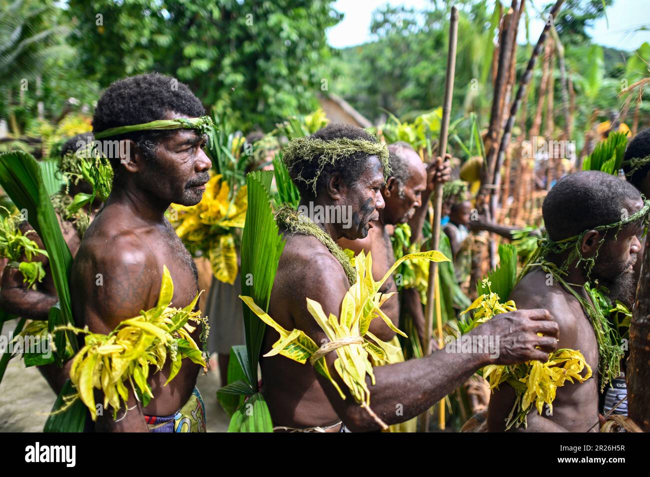 The traditional dances of the indigenous people on Utupua Island in the ...
