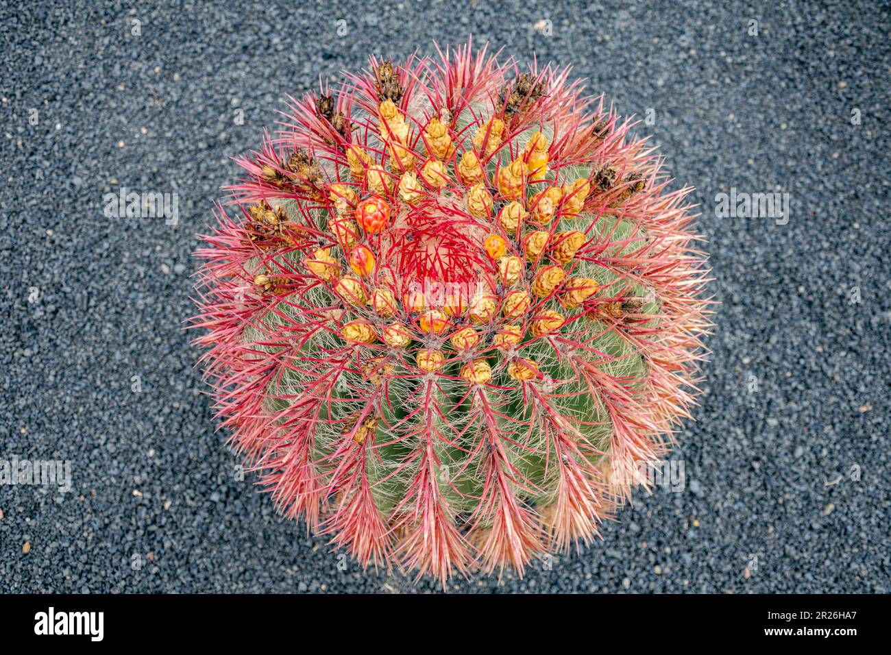 a birds eye image of a single red spiny cactus plant growing in the ...