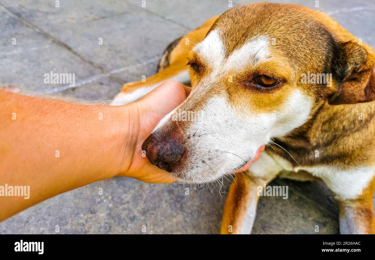 Beautiful and friendly looking stray dog stray dogs on the street on ...
