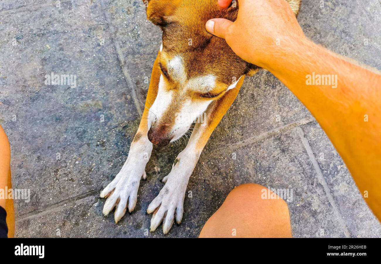 Beautiful and friendly looking stray dog stray dogs on the street on ...