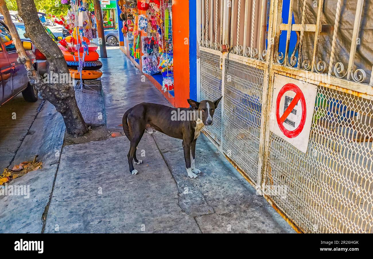 Beautiful and friendly looking stray dog stray dogs on the street on ...