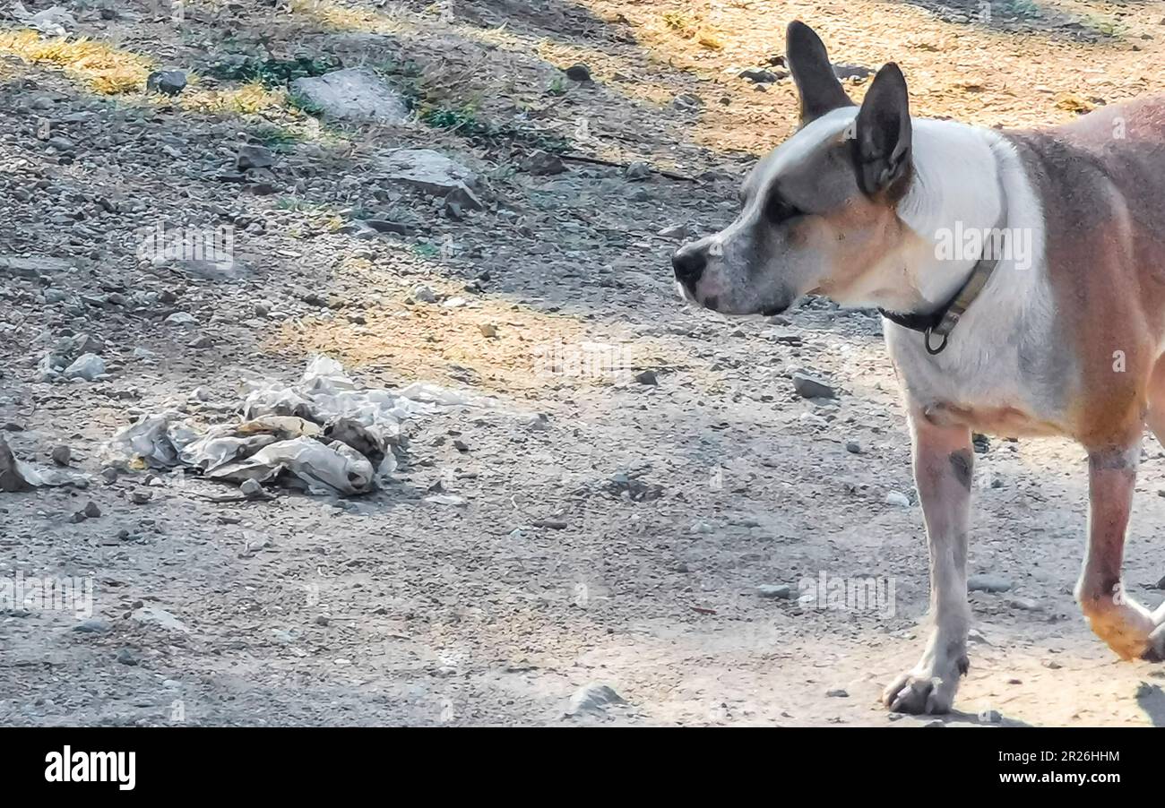 Beautiful and friendly looking stray dog stray dogs on the street on ...